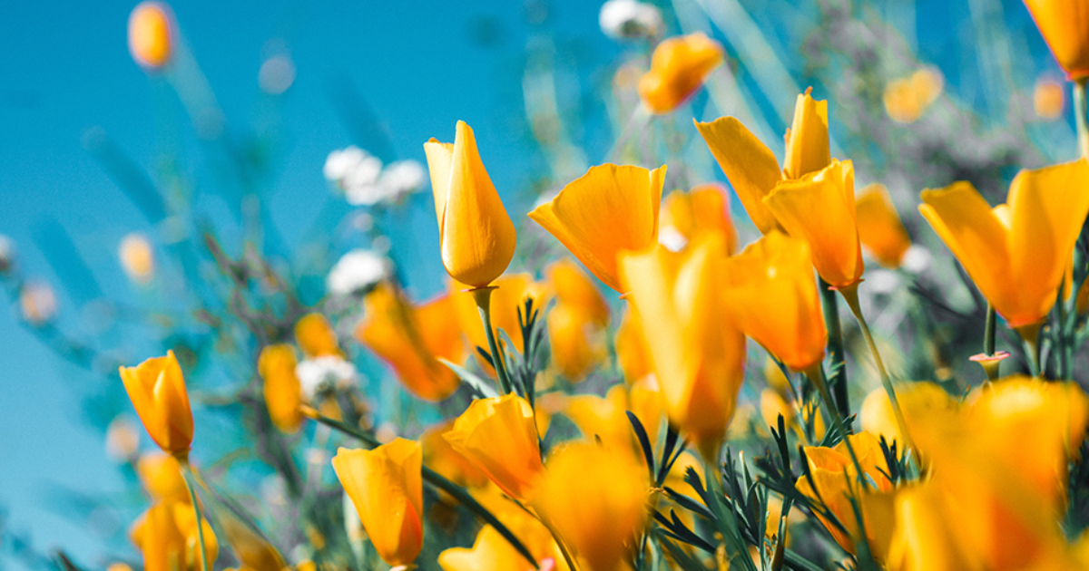 Spring Statement: What is it and how does it affect… | Fair for You